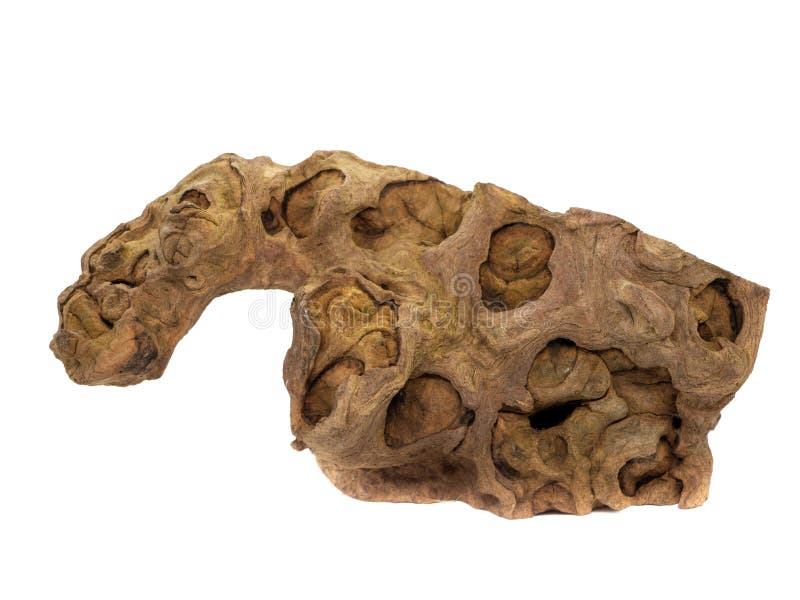 Mangrove root . stock photo. Image of summer, roots, outdoor - 19852788