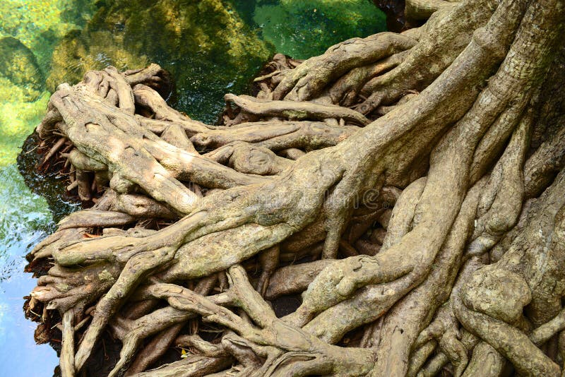 Mangrove root . stock photo. Image of summer, roots, outdoor - 19852788