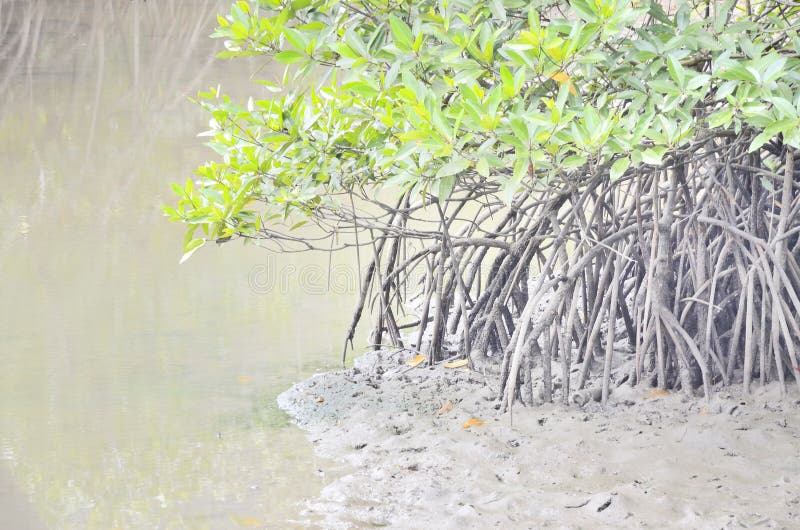 Aerial Roots Of Coastal Mangroves Stock Photo - Image of adaptation ...
