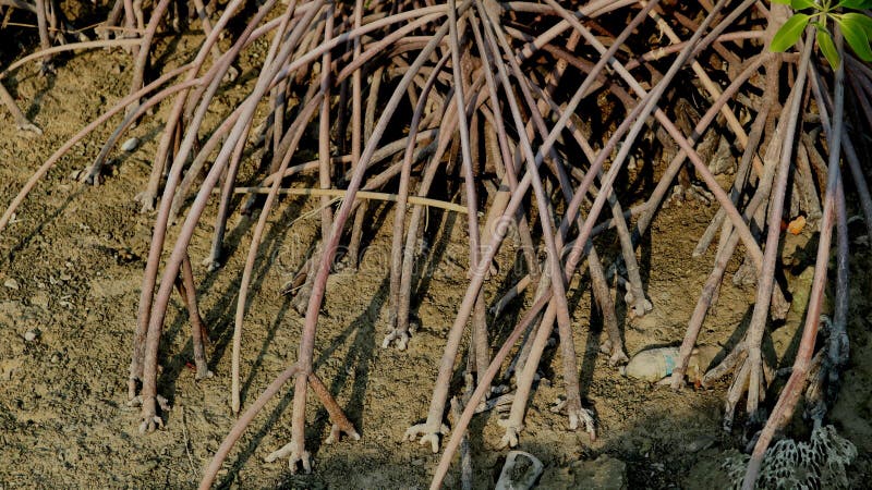 172 Stilt Roots Stock Photos - Free & Royalty-Free Stock Photos from ...