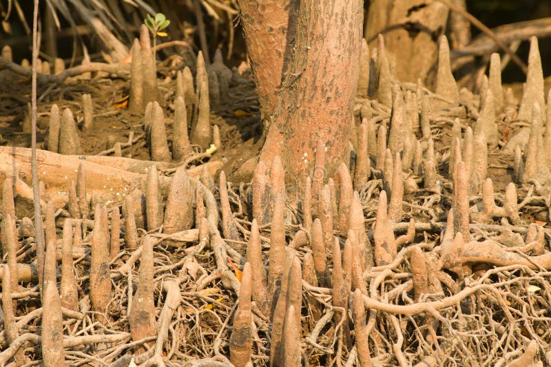Stilt Roots of Mangrove Trees in Sungei Buloh Wetland Reserve ...