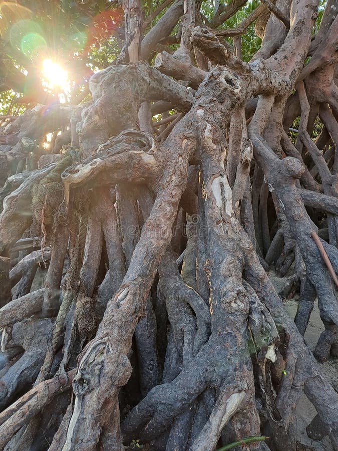 Mangrove Roots on the Edge of Octopus Bay before Sunset Stock Photo ...