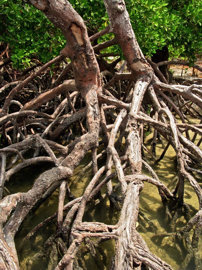 Drought: Tree Trunks with Root Exposure by Riverbank Stock Image ...