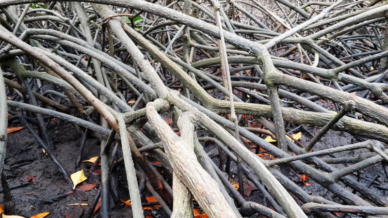 Mangrove Roots for Environment Stock Image - Image of secure, tree ...
