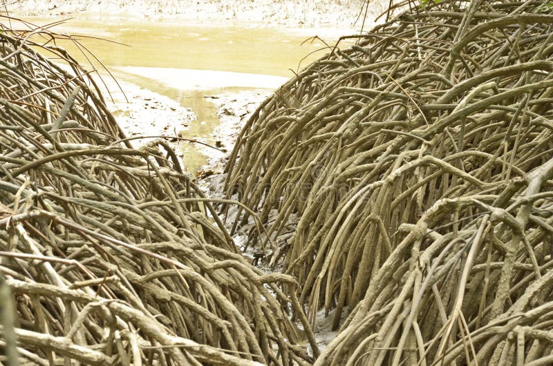 122 Amazing Mangrove Texture Photos - Free & Royalty-Free Stock Photos ...