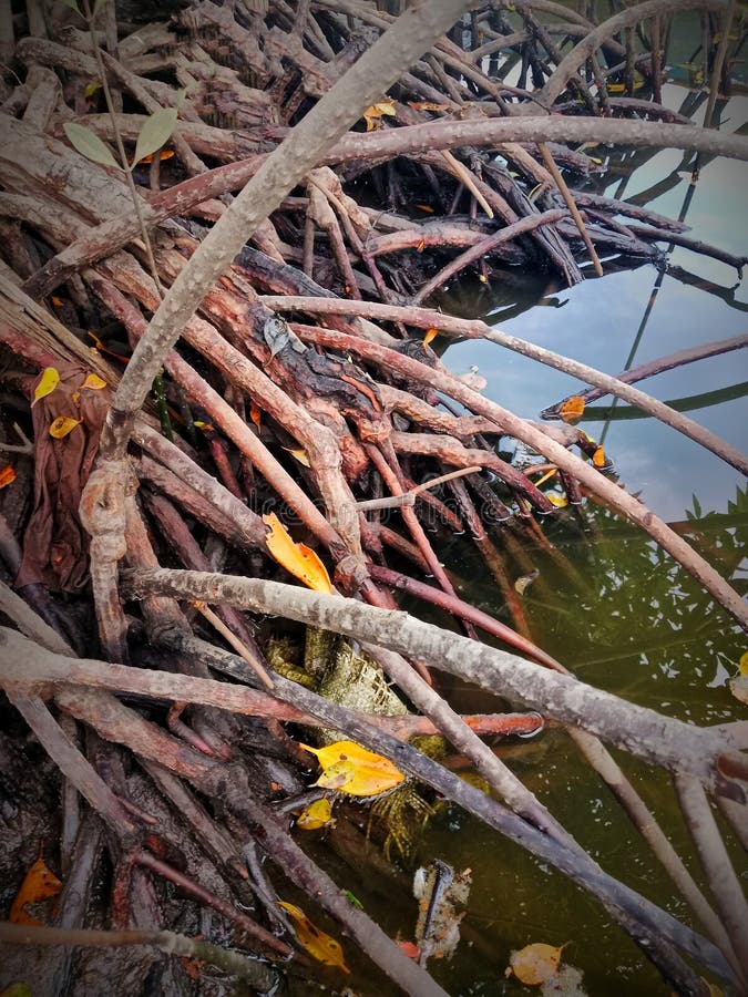 This is mangrove roots stock photo. Image of root, crabs - 364113644