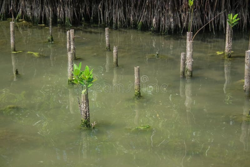 Mangrove Sapling Growing Out of the Rocks at Honeymoon Bay Kalumburu ...