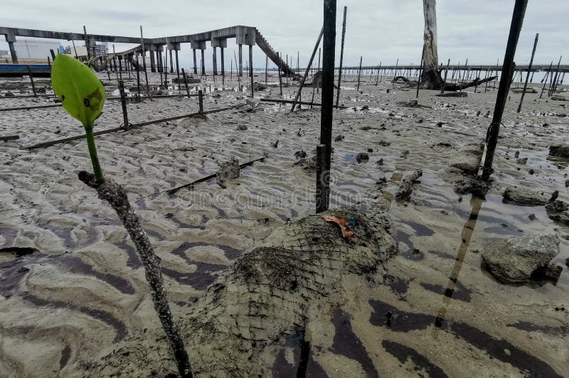 Objects and outdoor stock image. Image of mangrove, muddy - 228052309