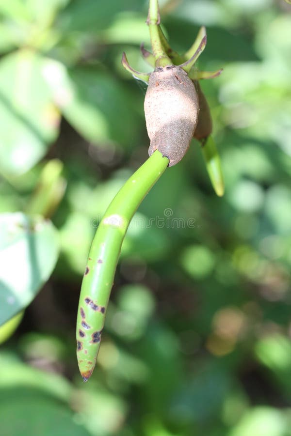 Seed pod of mangrove tree stock photo. Image of stem - 17499608