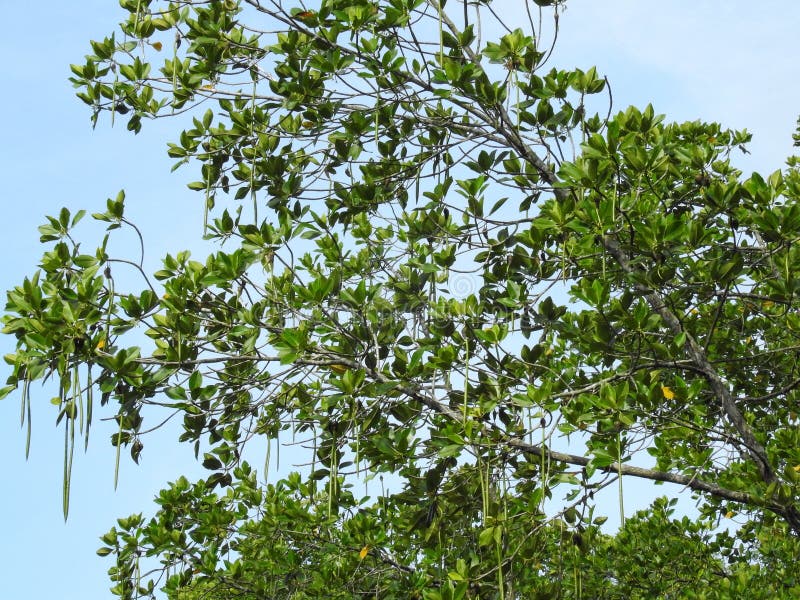 Seed pod of mangrove tree stock photo. Image of stem - 17499608