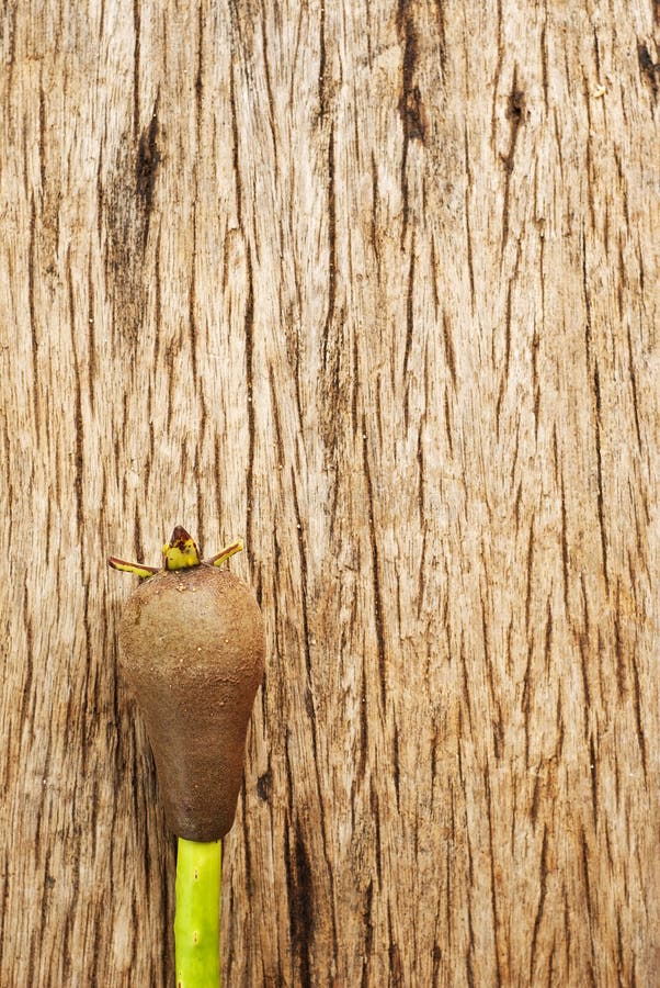 Seed pod of mangrove tree stock photo. Image of stem - 17499608