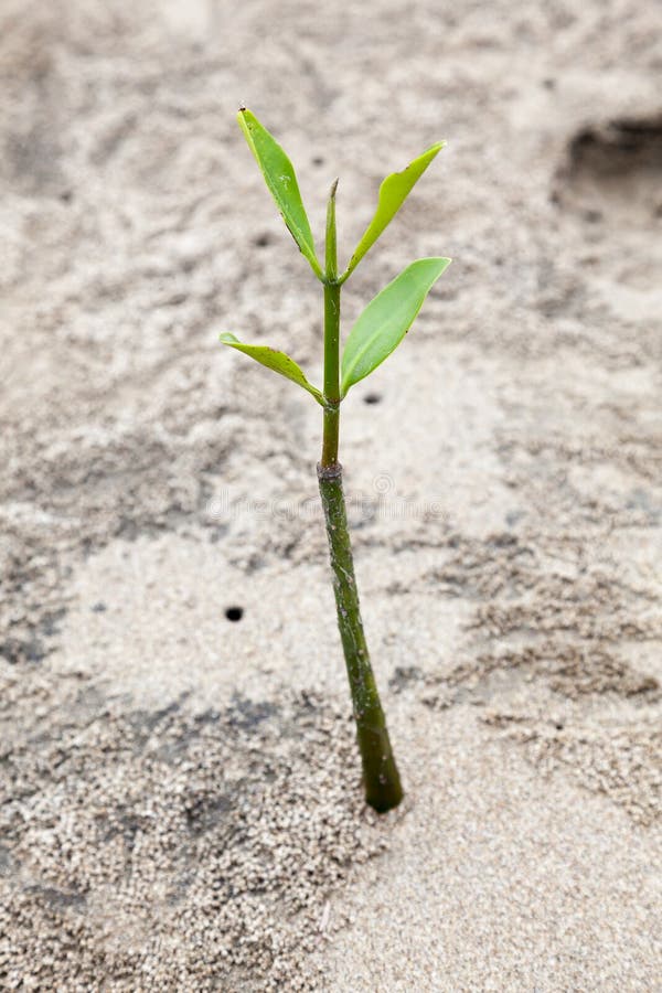 Mangrove Seedling stock photo. Image of protect, seeds - 190962