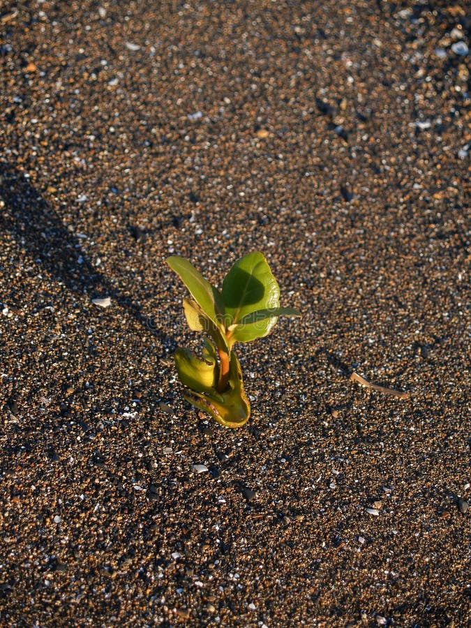 Mangrove Seedling in Mudflat Stock Image - Image of marina, leaf: 257862445
