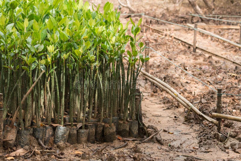 Mangrove seedlings stock image. Image of salt, coastline - 42486011