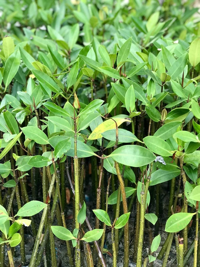 Mangrove seeds stock image. Image of seeds, mangrove - 240012817