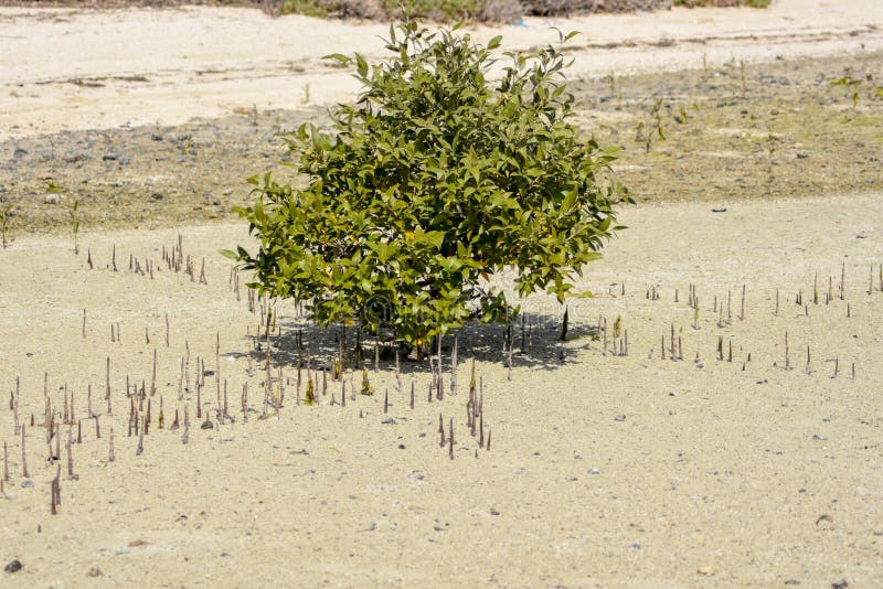Mangrove Shrub with Star Root Pattern Stock Image - Image of roots ...