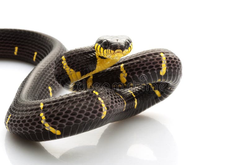 Sulawesi Gold Ringed Snake (Boiga Dendrophila Gemmicincta) Stock Photo ...