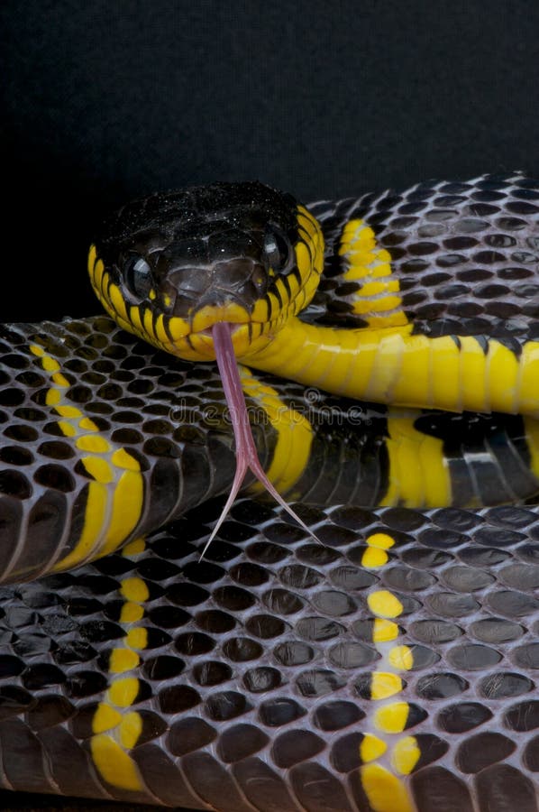 Mangrove snake stock photo. Image of pets, venom, yellow - 15383440