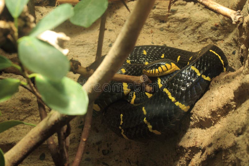 Mangrove snake stock image. Image of snake, fanged, colubrid - 28729785