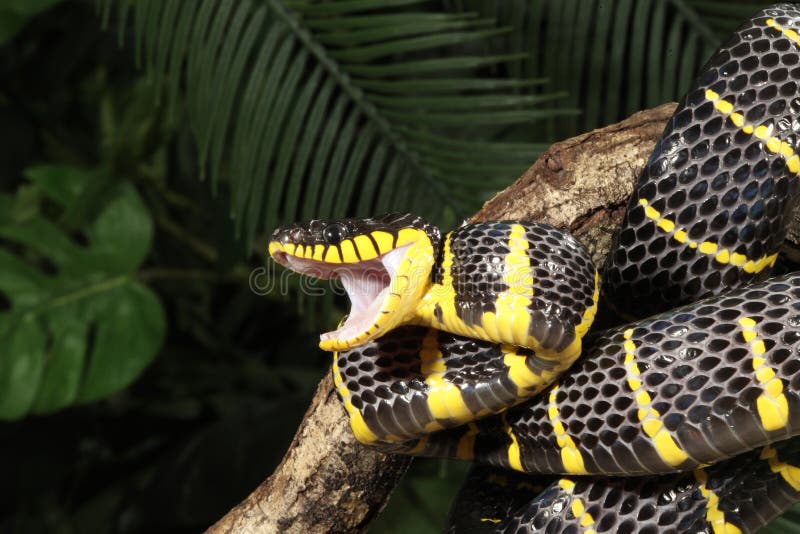 Mangrove Snake (Boiga Dendrophila) Stock Image - Image of viper, rocks ...