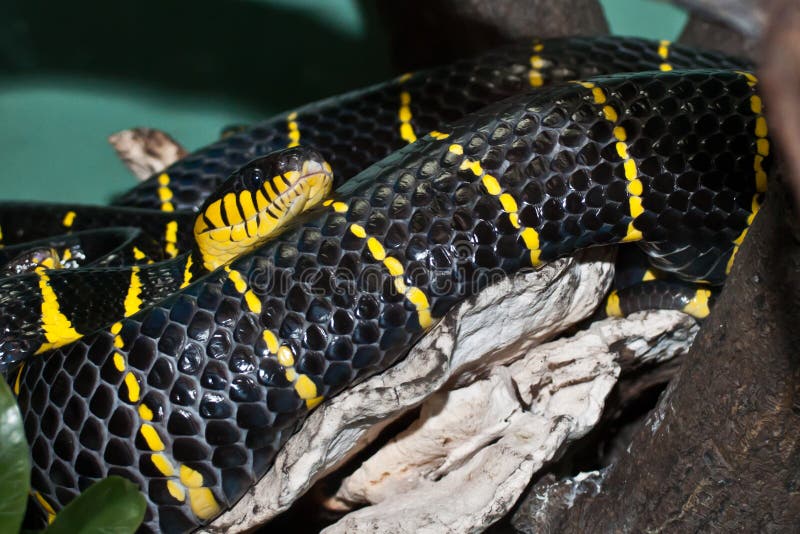 Mangrove snake stock photo. Image of pets, venom, yellow - 15383440