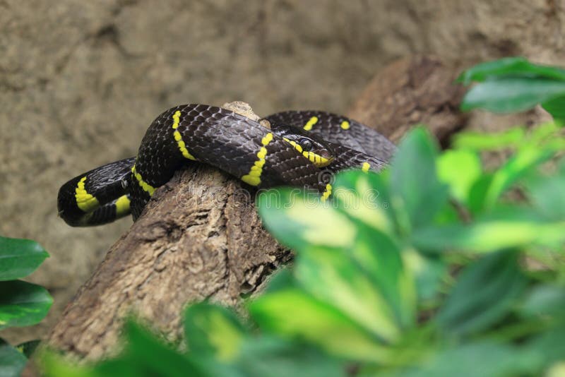 Mangrove snake stock photo. Image of pets, venom, yellow - 15383440