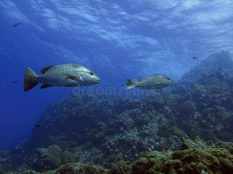 Mangrove Snapper Fish Underwater Stock Photo - Image of fish, lutjanus ...