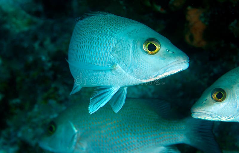 Mangrove Snapper stock image. Image of atlantic, ichthyology - 26138291