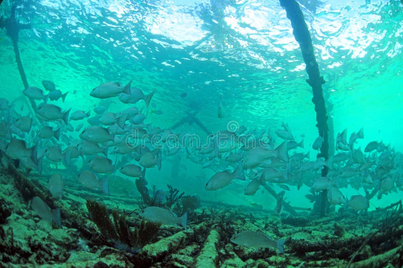 Mangrove Snapper Fish Underwater Stock Photo - Image of fish, lutjanus ...
