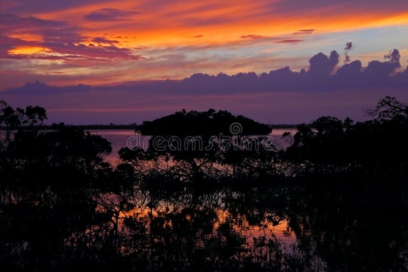 Mangrove Sunset stock image. Image of pine, seashore - 15297931