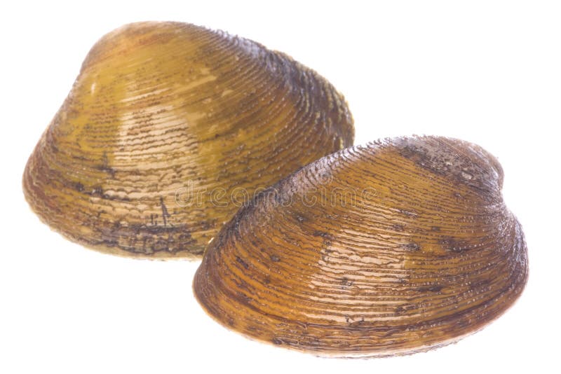 Mangrove Swamp Lokan Clams Isolated Stock Photo - Image of close ...