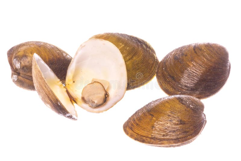 Mangrove Swamp Lokan Clams Isolated Stock Photo - Image of aquaculture ...