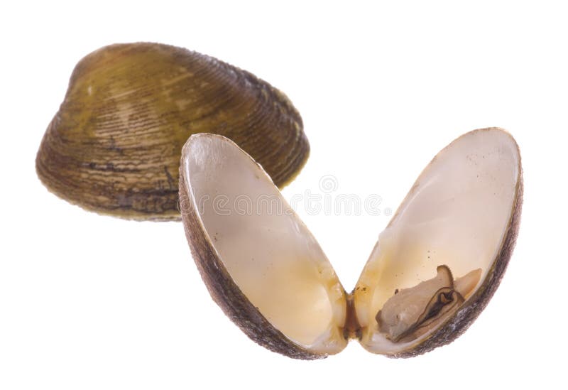 Mangrove Swamp Lokan Clams Isolated Stock Photo - Image of aquaculture ...