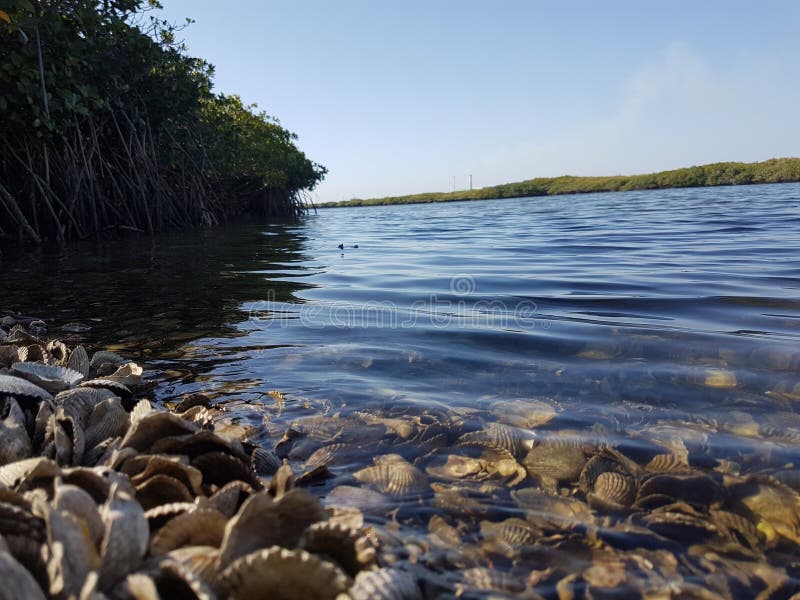 Mangrove swamp stock image. Image of seashore, mangrove - 96790987