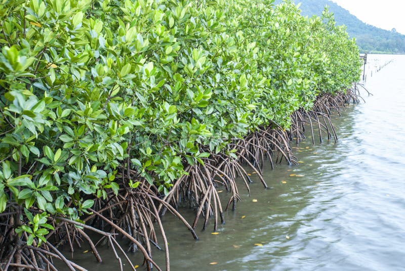 Tropical Mangrove Trees Complex Root System Stock Photo - Image of ...