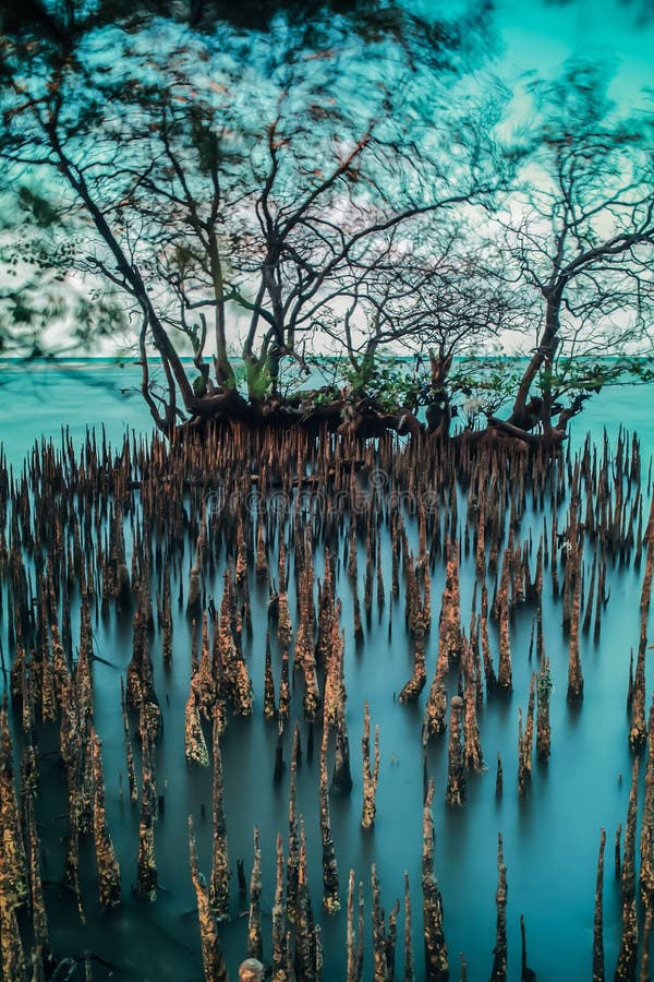 Mangrove stock photo. Image of mangrove, pantai, bakau - 88917416