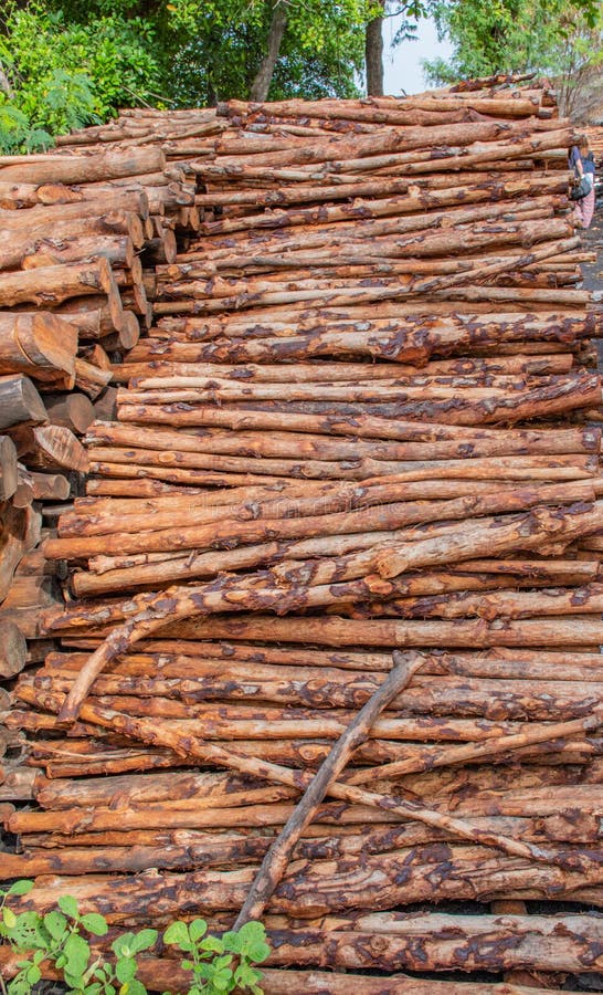 Mangrove timber pile. stock image. Image of asia, cutting - 130459019
