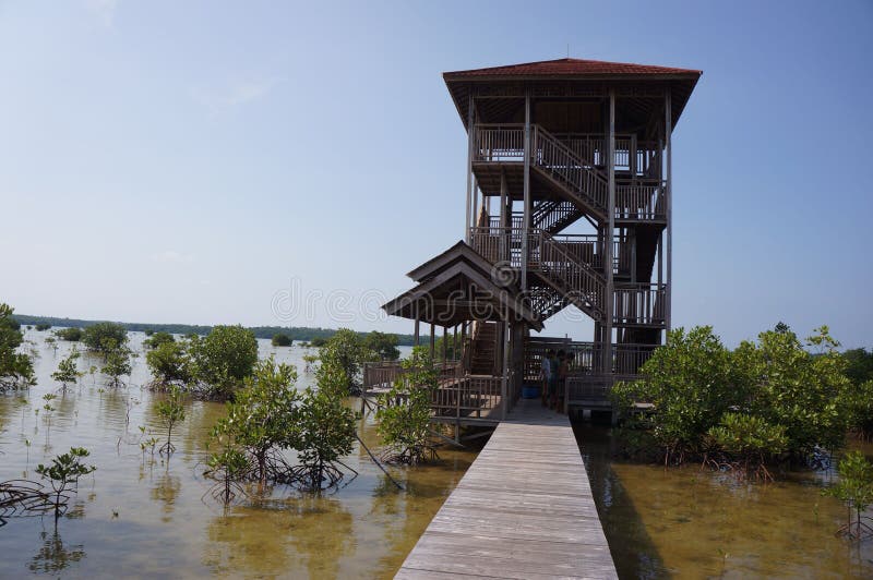 Mangrove editorial image. Image of visit, tree, karimun - 42198190