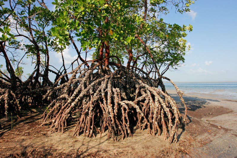 Mangrove tree stock photo. Image of branch, barnacles - 1668348