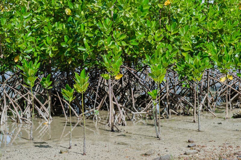 The Mangrove Tree Botanical Name is Rhizophora Mangle at Sea Shore ...