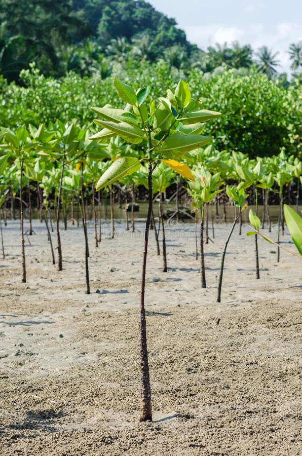 The Mangrove Tree Botanical Name is Rhizophora Mangle at Sea Shore ...