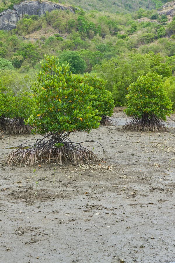 Mangrove tree stock image. Image of stem, branch, reflection - 25491611
