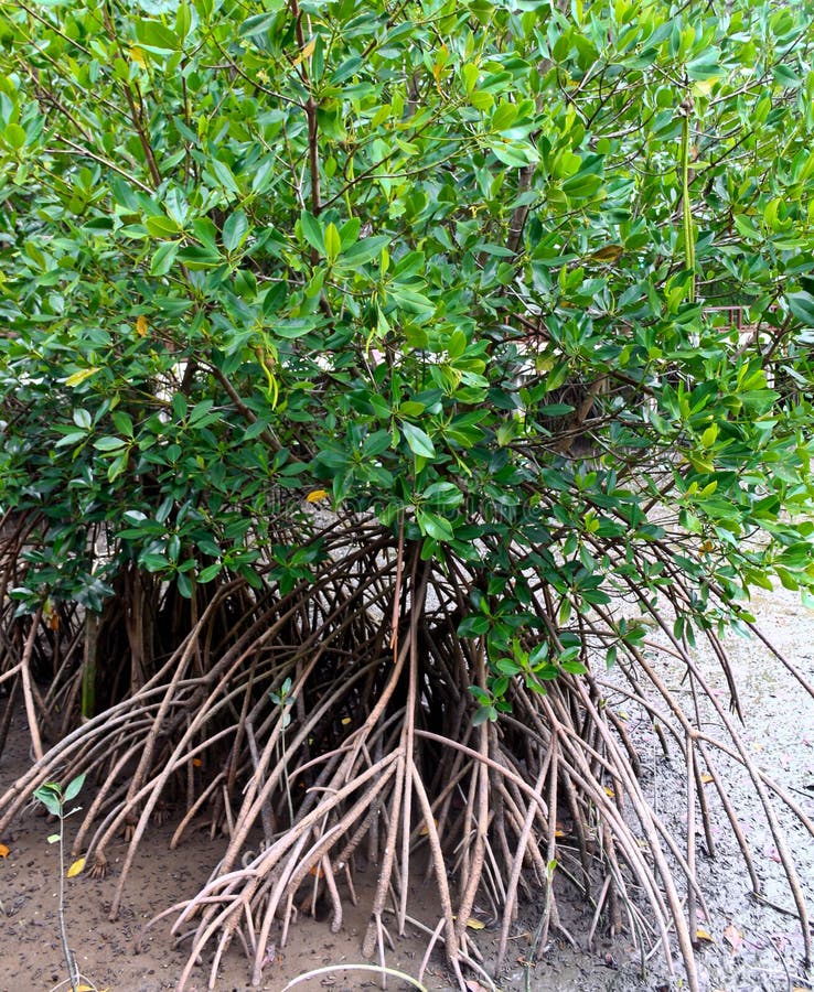 Mangrove tree stock photo. Image of asia, shrub, saline - 26406720