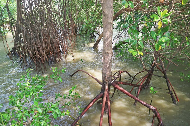 Mangrove Tree with Aerial Roots in Muddy Water of Mangrove Forest Stock ...