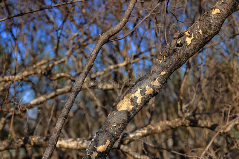 Mangrove Tree Bark Textured in Natural Light. Stock Photo - Image of ...