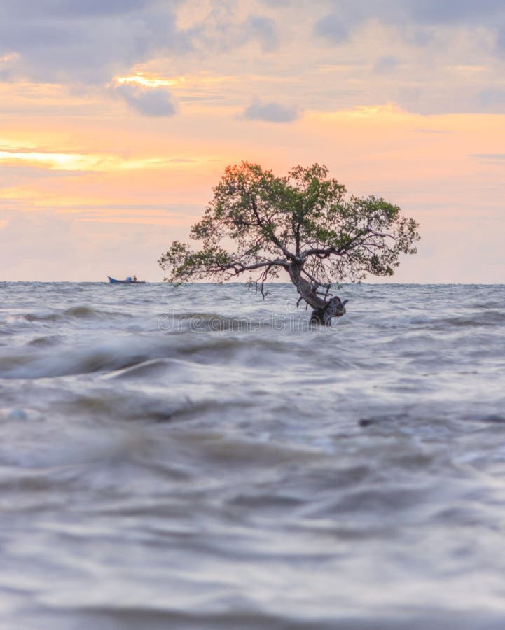 A Mangrove Tree in Beach at High Tide Location Kuri Caddy Stock Photo ...