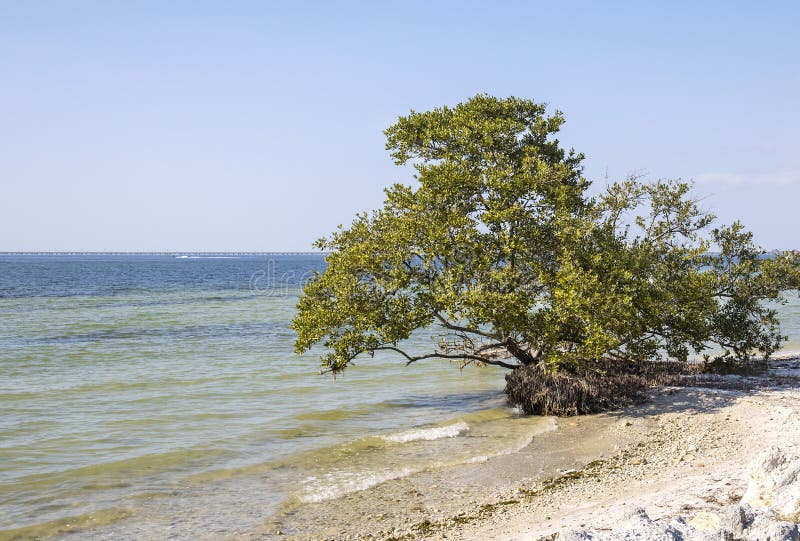 Mangrove Tree on the Beach stock image. Image of nature - 252243133