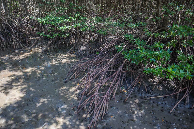 Mangrove Tree, Beautiful Mangrove Leaf,Mangrove Forest in Thailand ...