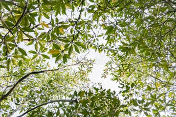 6,805 Tree Canopy Texture Stock Photos - Free & Royalty-Free Stock ...