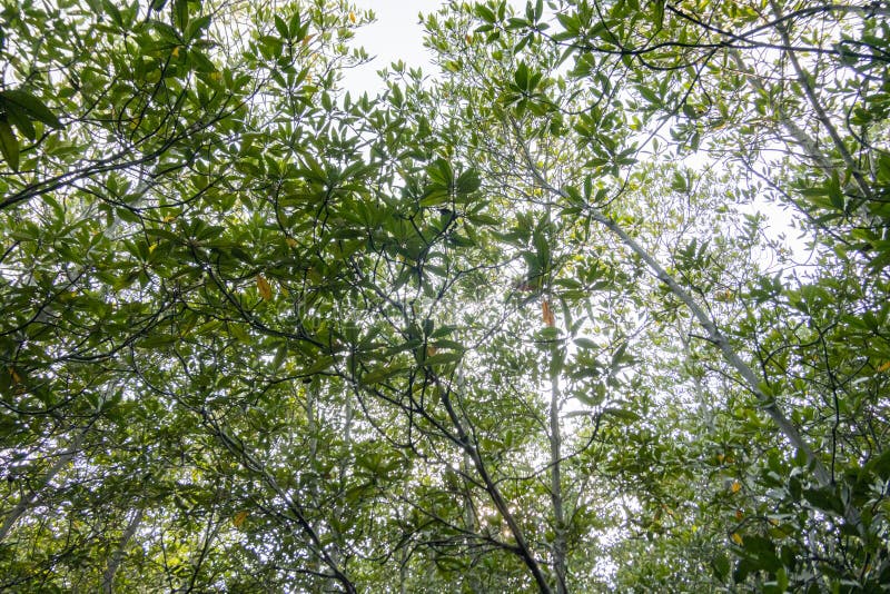 Mangrove Canopy at Can Gio`s Monkey Island Stock Photo - Image of ...